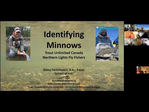 Minnow Identification