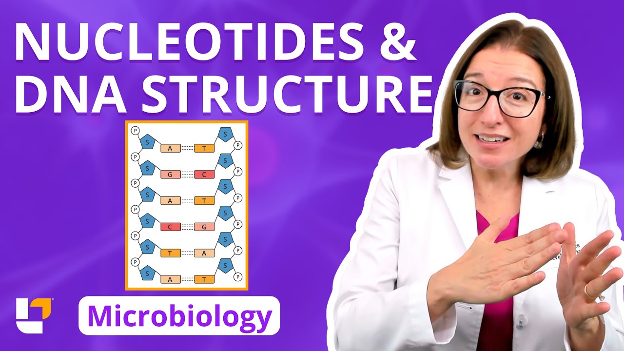 Nucleotides & DNA Structure: Microbiology  Pre-Nursing, Pre-Med & Health Field Careers | @LevelUpRN
