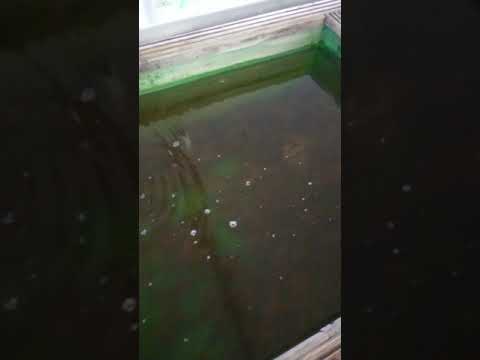 Crayfish purging