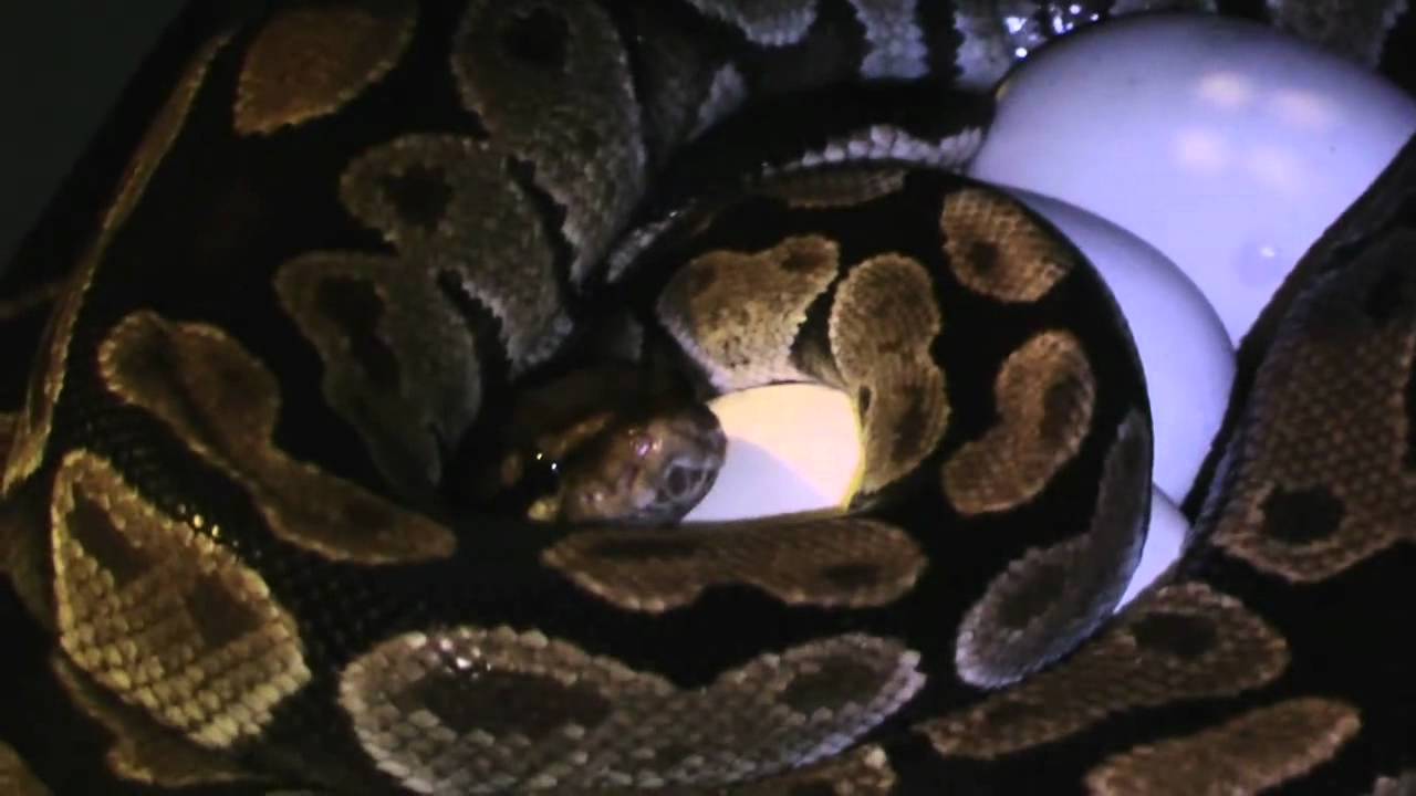 New Bumblebee Ball Python And Breeding Update