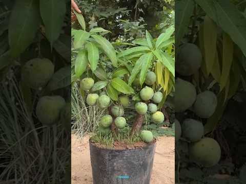 New technique of growing mango plant #mango #mango_grafting #grafting #farming #viral #shorts