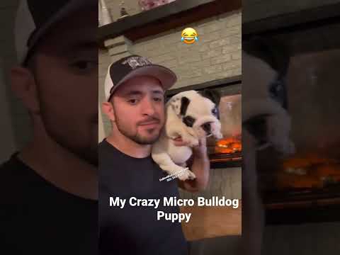 My crazy Micro English Bulldog Puppy. Bulldogs have the best personalities tho 😂😂