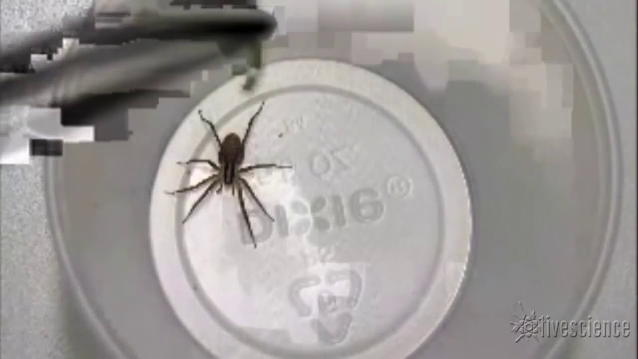 Caterpillar's 'Nicotine-Puff' Stops Spider Attack