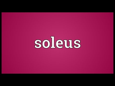 Soleus Meaning