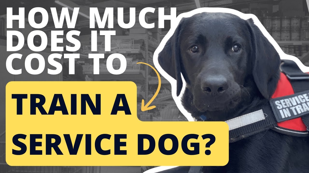 Cost of Service Dog Training