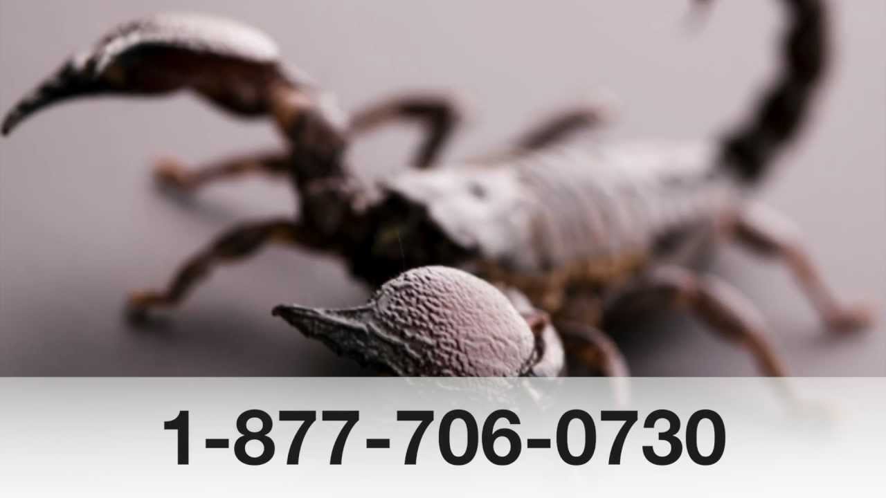 Scorpions in Texas