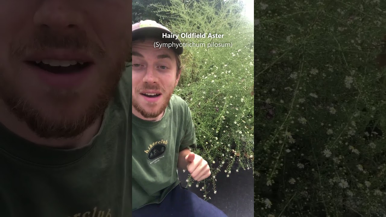 Buying mums this fall? Consider native Asters instead!