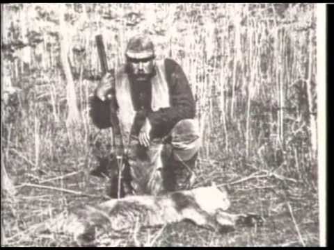 Panther research and rehabilitation