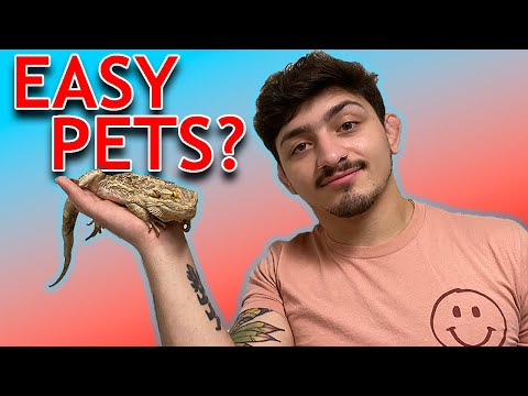 Are Bearded Dragons Beginner Pet Reptiles?