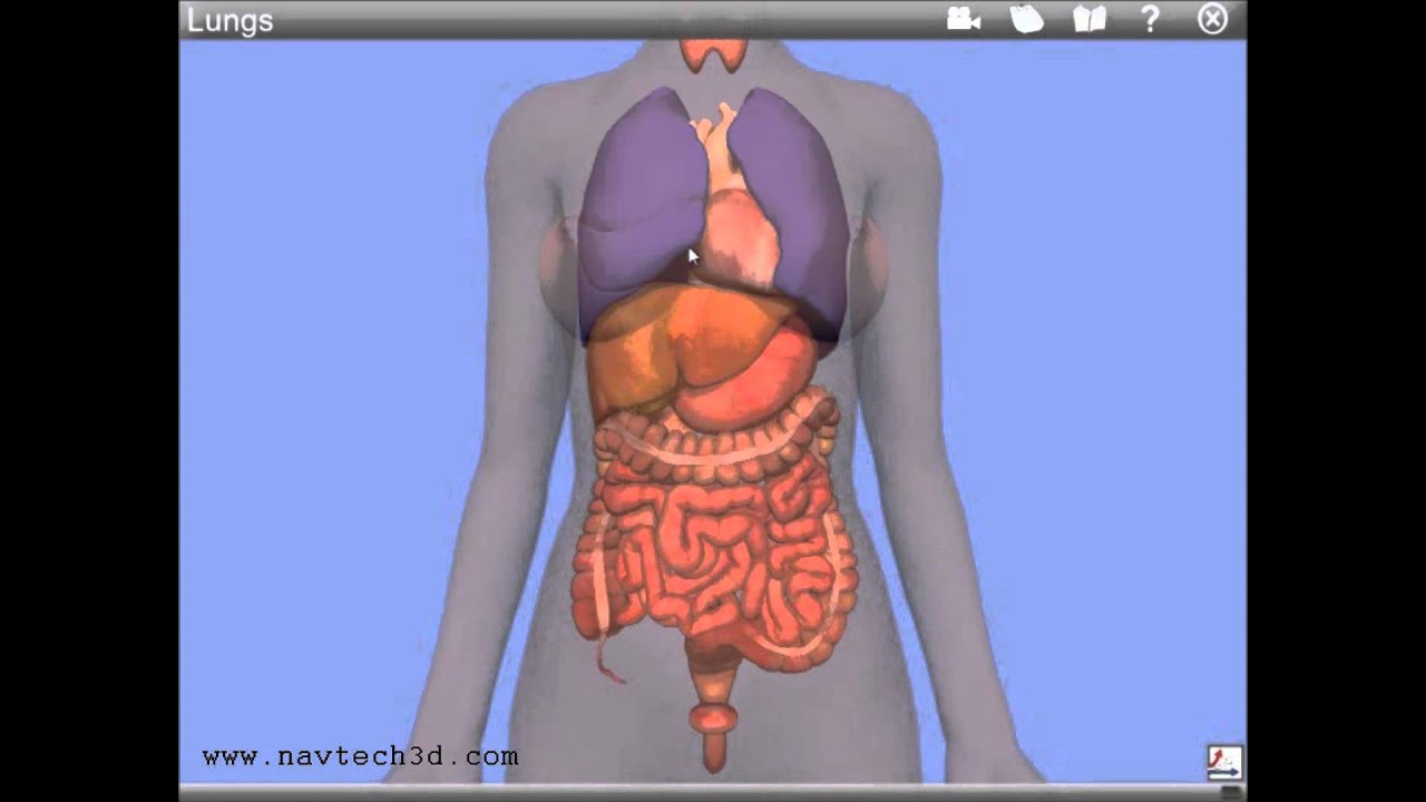 Interactive 3D Internal Organs