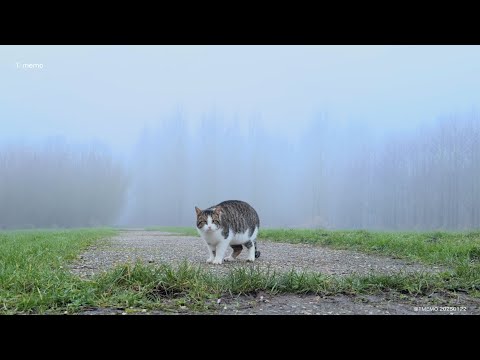 Misty the Cat • @1MEMO 20250122 – 1-memo•com