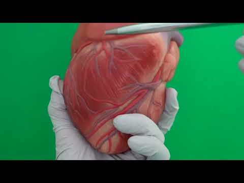 Coronary Arteries and Sulci of the Heart