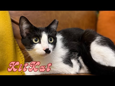 Cat for adoption - Kit Kat, a Domestic Short Hair Mix in Friendswood ...