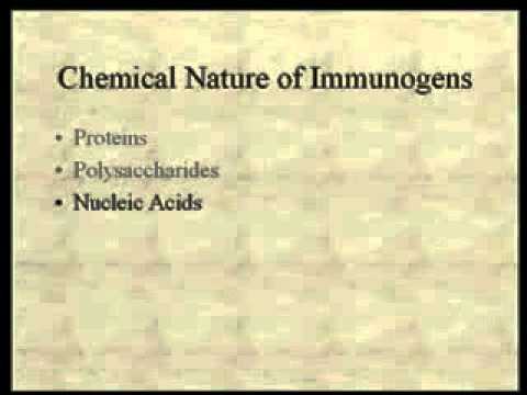 immunology6.flv