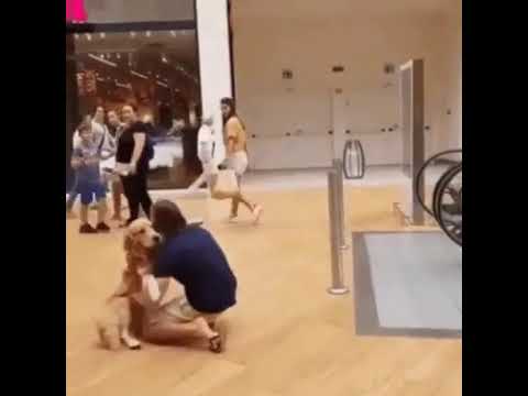Dog weakness funny gif funny gif #gif #meme #fail #dank