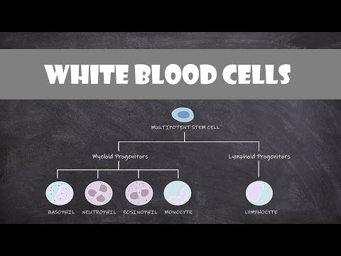 Types of White Blood Cells (Leukocytes) | Cell Biology