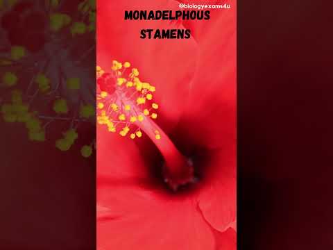 What is Monadelphous Stamen? | Malvaceae #neetbiology #neetbiology2025