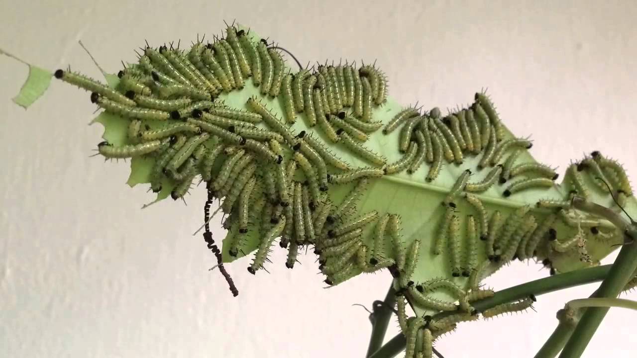 Doris caterpilars