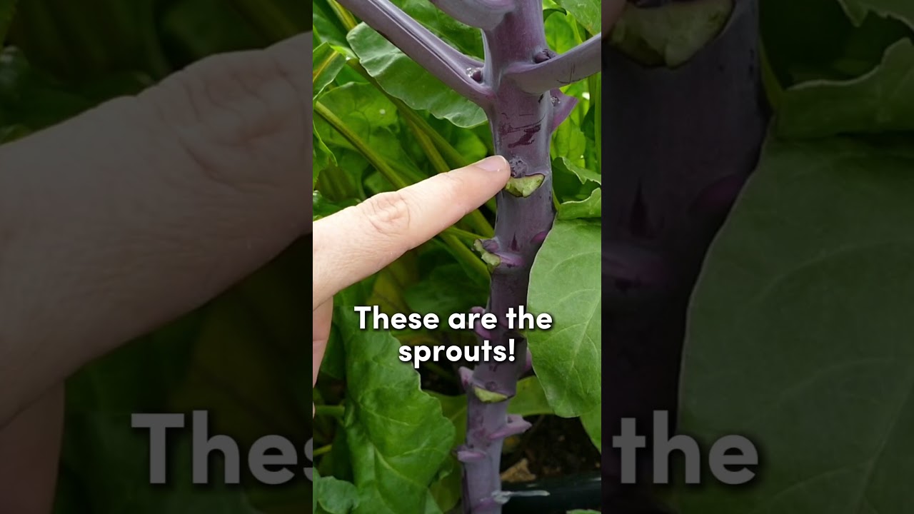How to prune Brussels sprouts to get sprouts sooner (or even just on time!)#brusselssprouts #garden