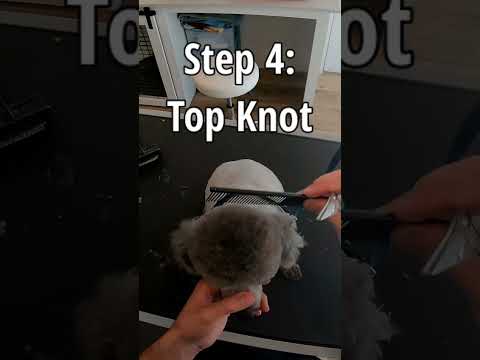 How to do a Poodle Face #poodle #dog #grooming