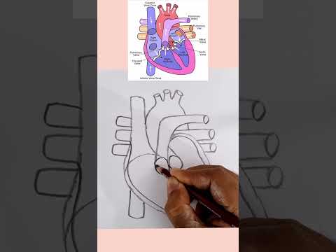human heart diagram drawing class 10 science