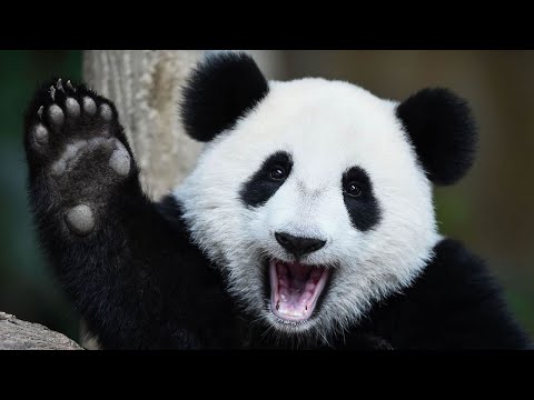 American Sign Language ASL Video Dictionary - panda
