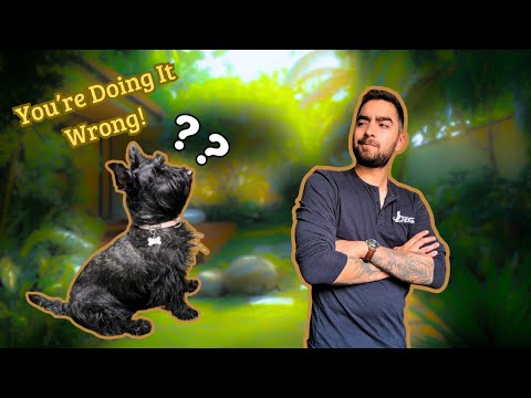 Teach Your Dog to SIT by Speaking Their Language (No Yelling)