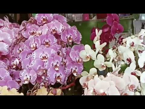 ORCHIDS, the graceful and elegant orchids, epitomizes love,luxury,strength and beauty