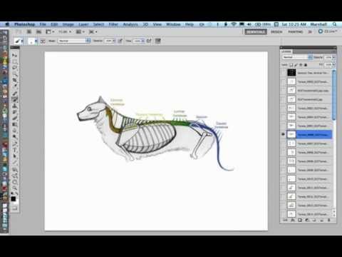Drawing Animal Anatomy: Spine & Torso
