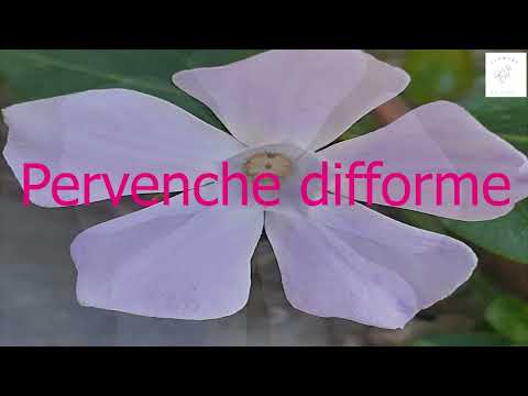 Name of different types of flowers. Scientific name, common name in English and French.