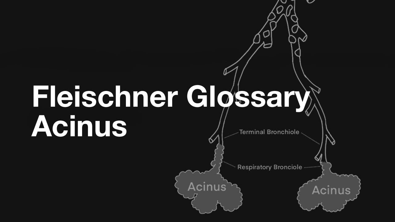Fleischner Glossary - Acinus