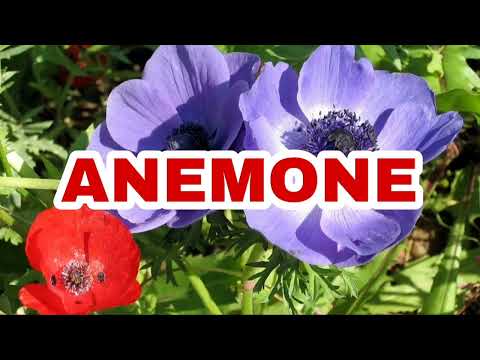 How to pronounce ANEMONE/ Learn with Marie
