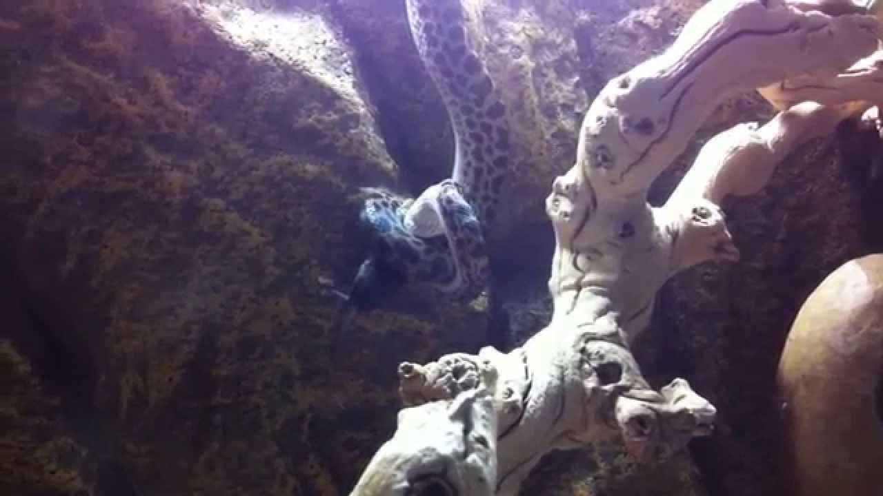 Seth the Spotted Python feeds upside down.