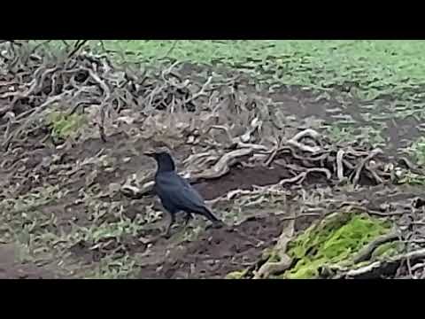Scaredy Crow | Wild in Japan