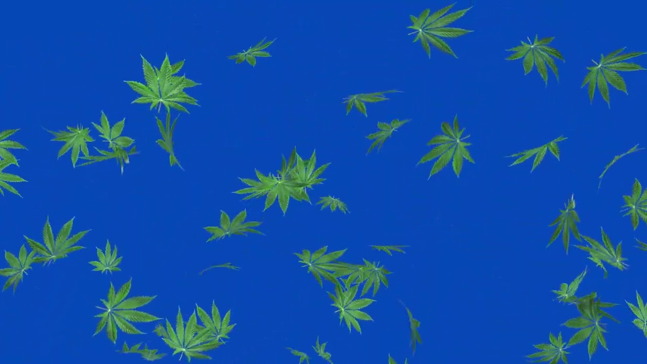 [4K] Marijuana / Cannabis Leaf Overlay - Blue Screen