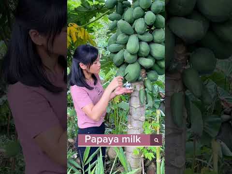 Collecting Papaya Milk Can be used In Cosmetics Medicine And More #satisfying #shot