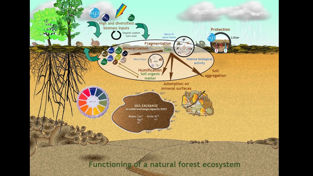 The functioning of a forest ecosystem