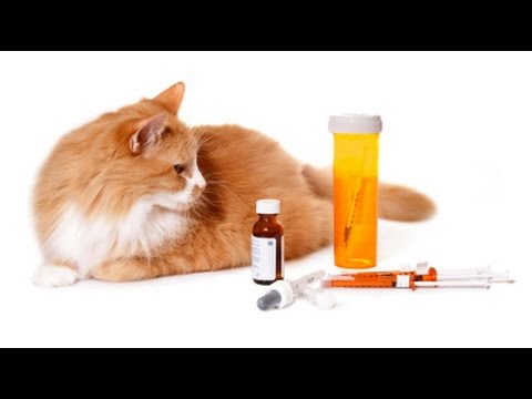 Diabetic Cats - What's the Deal?