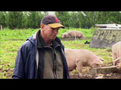Schultz' Pigs