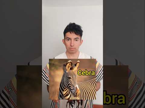 Several Animals In Spanish For Beginners! #spanishwithjuank #animals #spanish