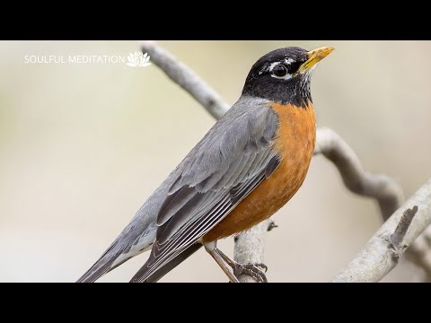 American Robin Bird Sound, Bird Song, Bird Call, Bird Calling, Chirps, Birds Chirping Melody