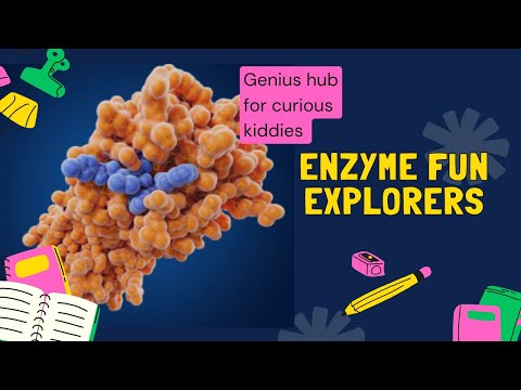 Enzymes - A Fun Introduction
