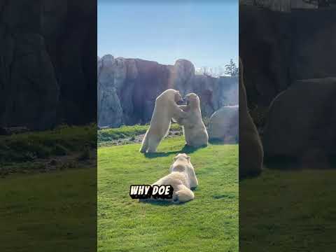 white bear fight between referees or contested