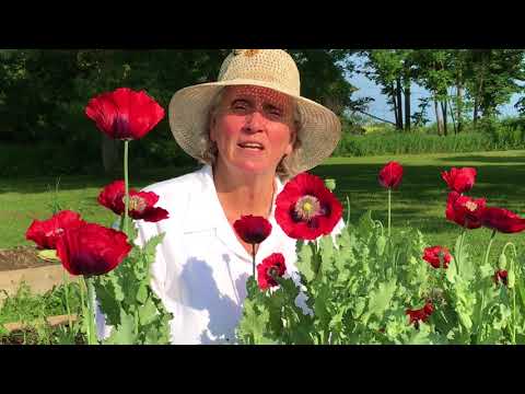 Growing Poppies