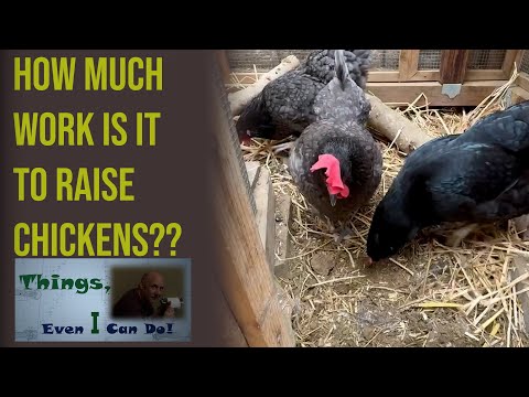 Backyard chickens: How much work is it?