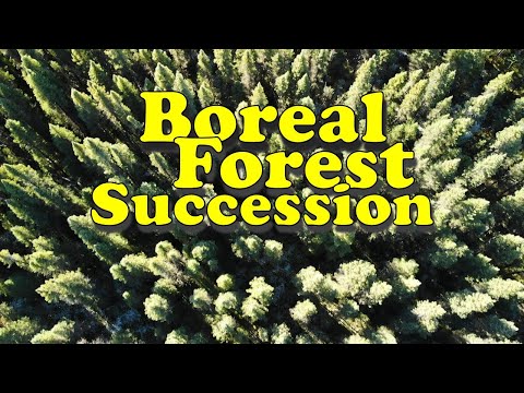 Boreal Forest Succession