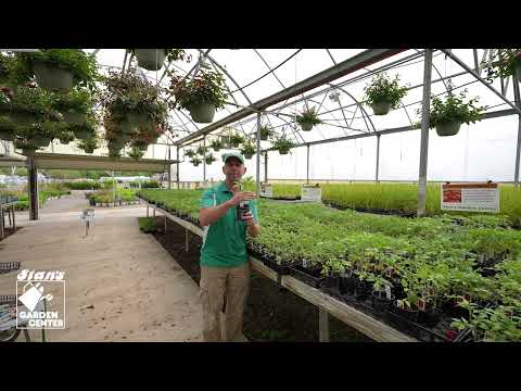 Stan's Garden Center | Rooted In Erie | Ep 13 | Hybrid Tomatoes