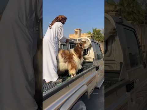 Goat Cost More Than Camel In Dubai Bakra Eid🤯#shorts
