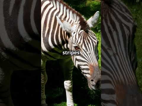 Fun Fact: Zebra stripes are more than just for looks!