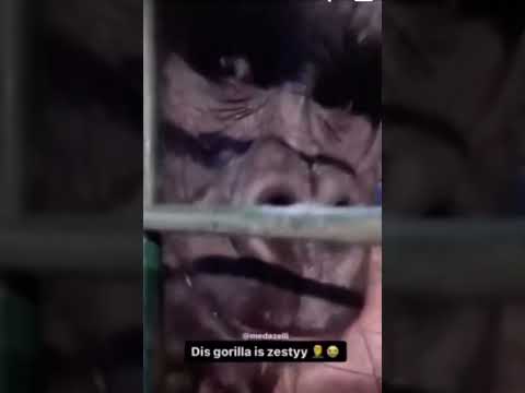 Gorilla rizz